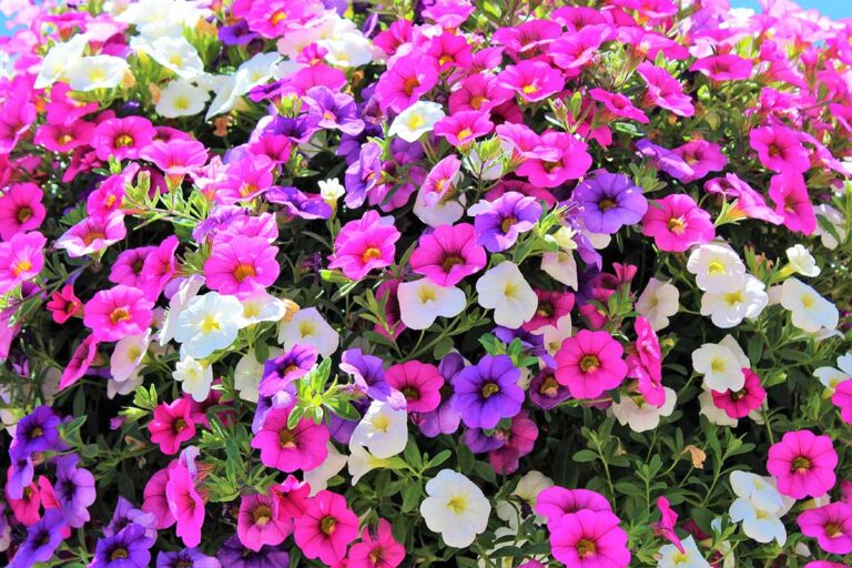How to Plant and Grow Calibrachoa (Million Bells)