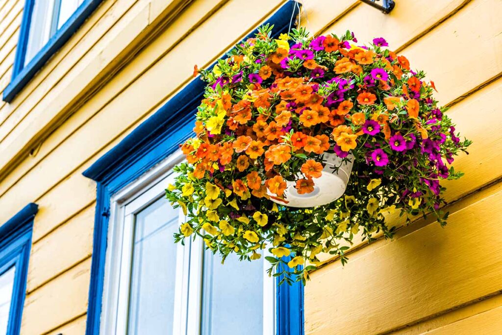 How to Plant and Grow Calibrachoa (Million Bells)