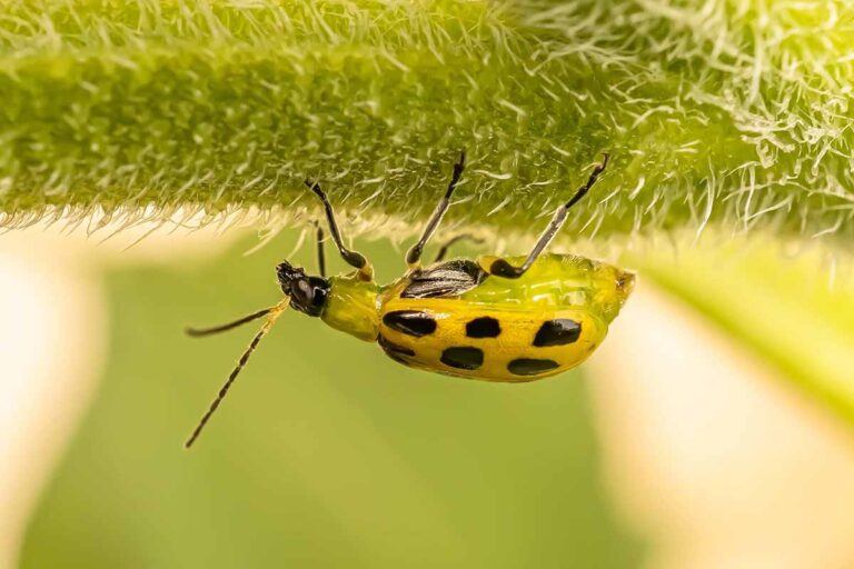 How to Identify and Control Cucumber Beetles | Gardener’s Path