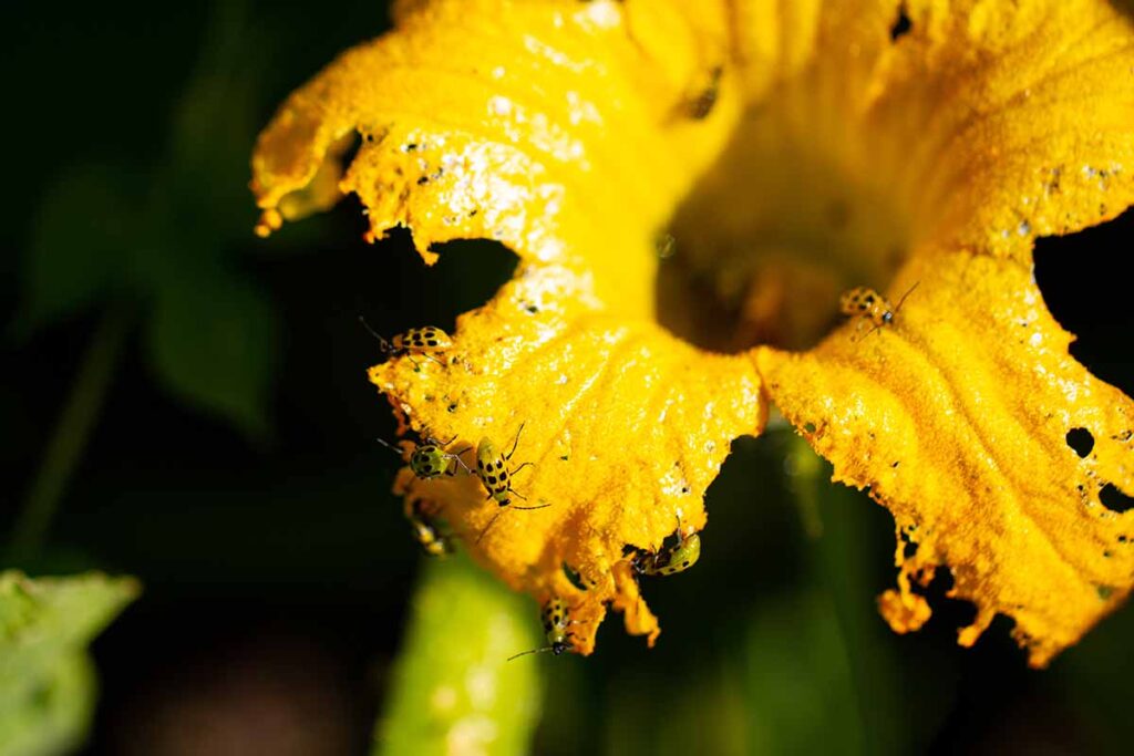 How to Identify and Control Cucumber Beetles | Gardener’s Path