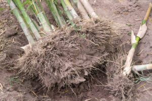 How to Divide and Transplant Bamboo | Gardener’s Path