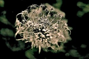 How to Use Anise as a Spice | Gardener’s Path