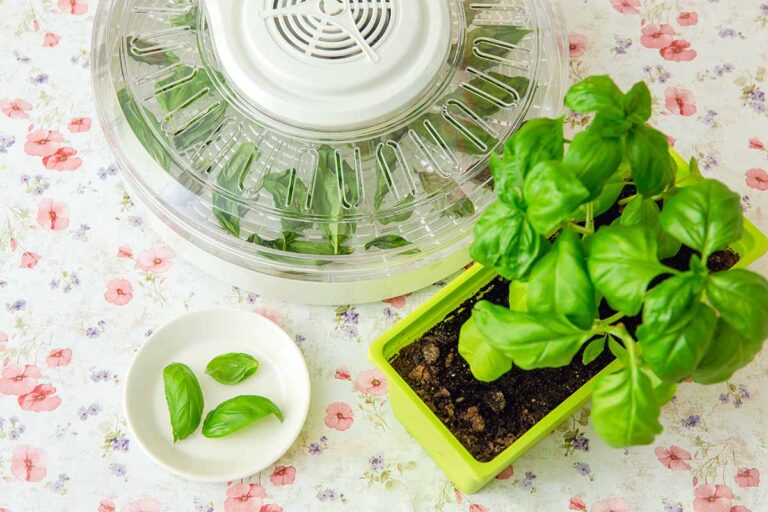 How to Dry Homegrown Basil | Gardener's Path