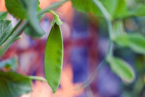 Tips for Growing ‘Dwarf Grey’ Snow Peas | Gardener’s Path
