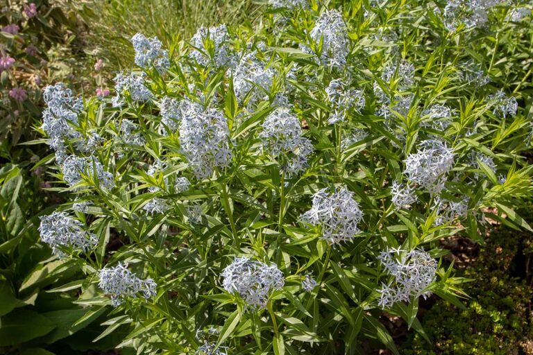 How to Grow and Care for Amsonia (Blue Star) | Gardener’s Path