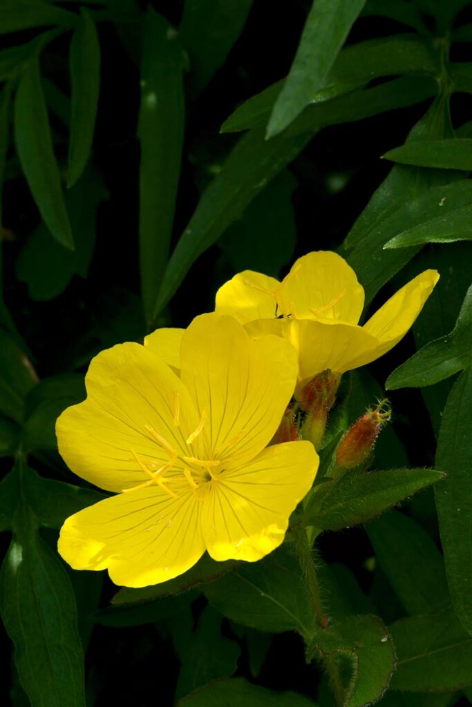 How to Grow Evening Primrose, A Triple-Duty Plant | Gardener’s Path