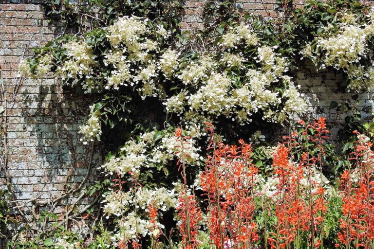 19 of the Best Vines for Vibrant Summer Color | Gardener’s Path