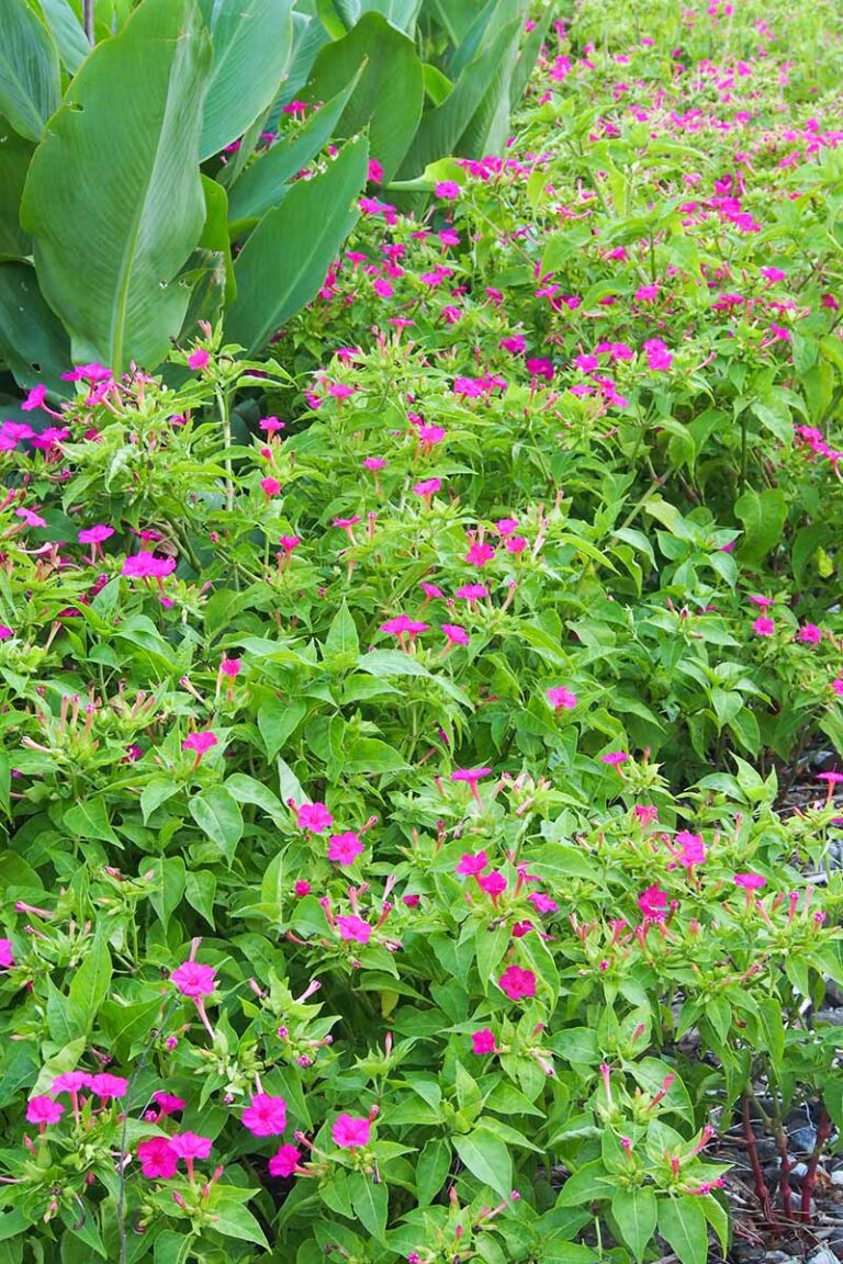 How to Grow and Care for Four O’Clock Flowers | Gardener’s Path