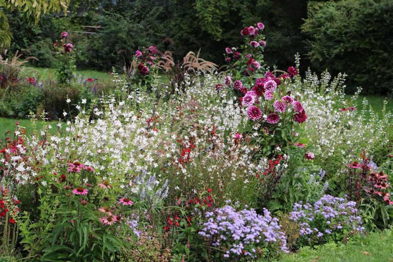 How to Grow and Care for Gaura (Beeblossom) | Gardener’s Path