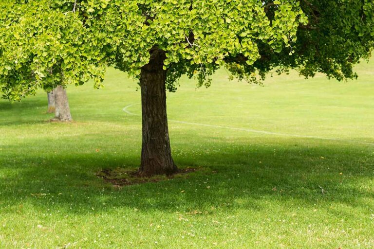 How to Grow and Care for Ginkgo Trees | Gardener’s Path
