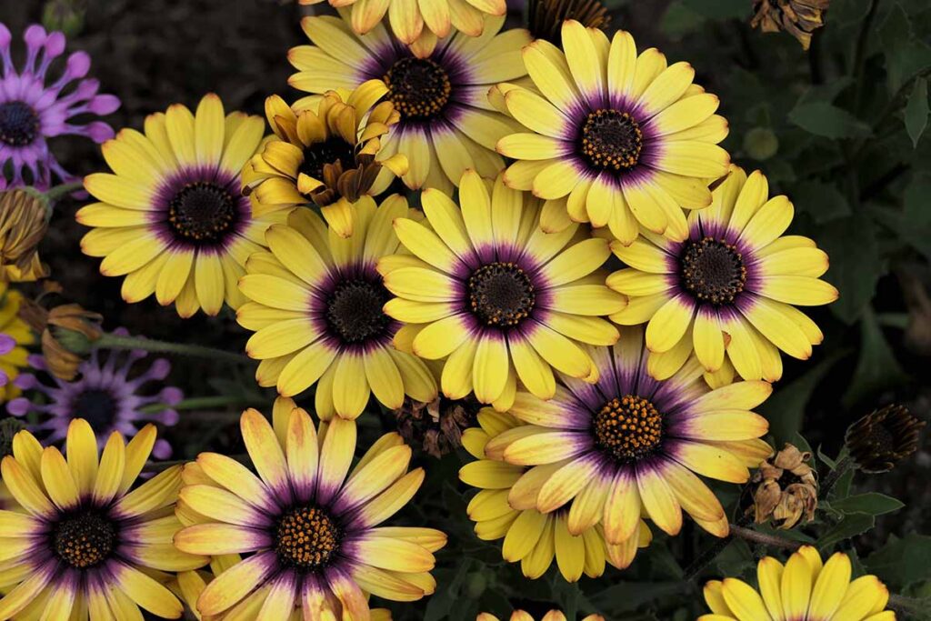 How to Grow Cape Marigolds (African Daisies) | Gardener’s Path