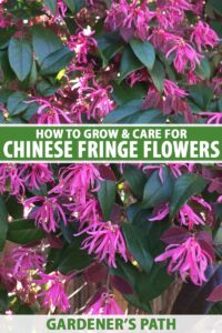 How to Grow and Care for Chinese Fringe Flower Shrubs