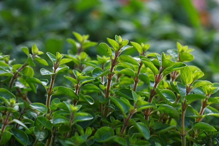 Grow and Use Capers: Learn About the Caper Bush | Gardener's Path