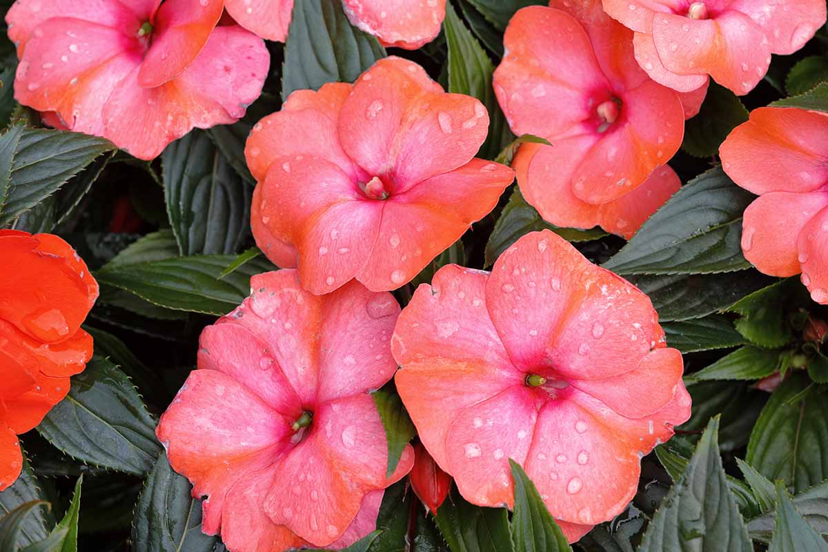 Impatiens Flowers Growing Guides Tips And Information Impatiens Flowers Growing Guides Tips And Information