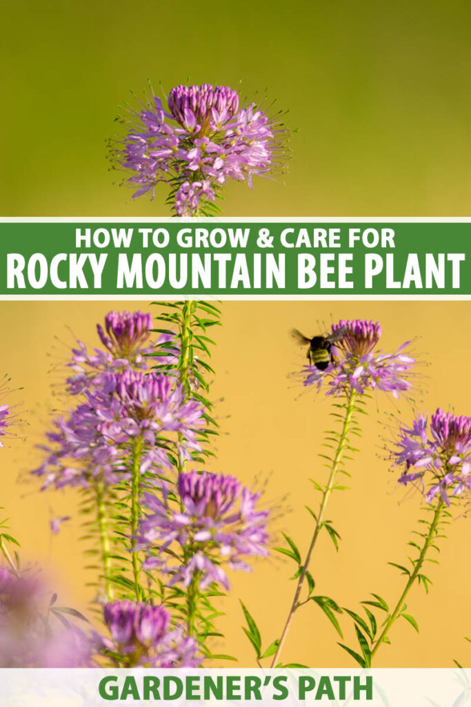 How to Grow Rocky Mountain Bee Plant | Gardener’s Path