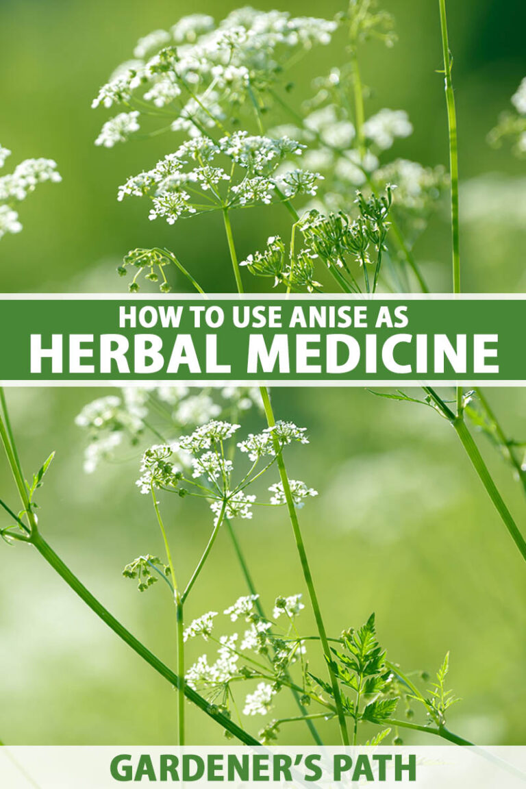 How to Use Anise as Herbal Medicine | Gardener’s Path