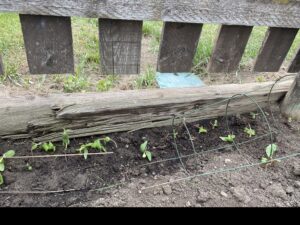 How to Identify and Control Common Sunflower Pests