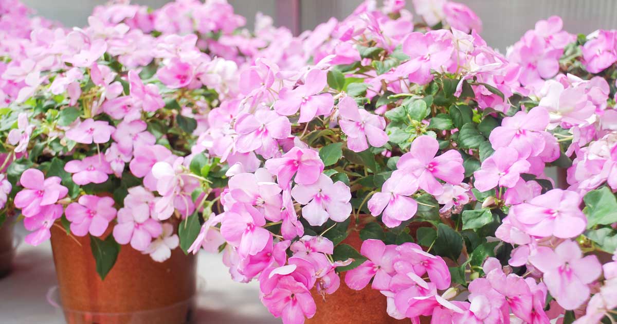 Impatiens Flowers Growing Guides, Tips, and Information