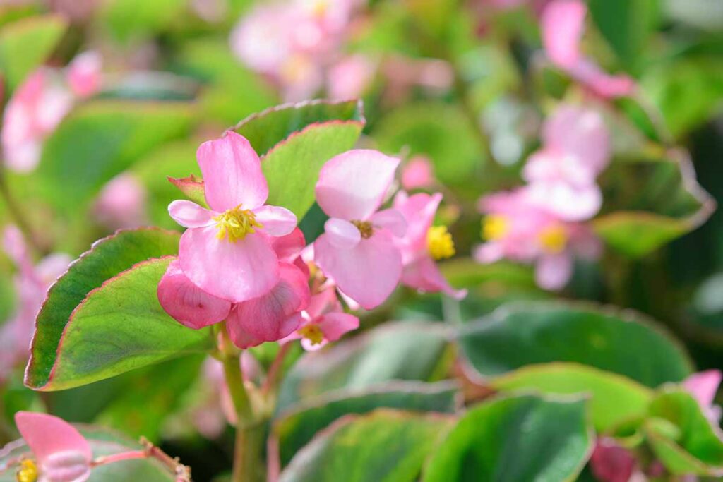 How to Grow and Care for Wax Begonias | Gardener’s Path