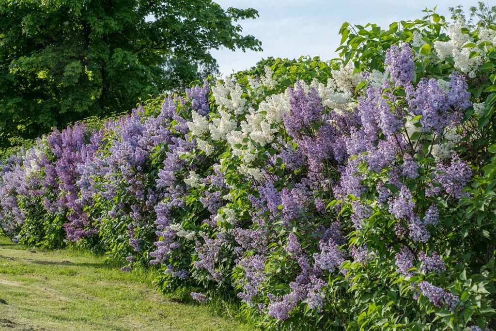 How to Grow and Care for Lilac Bushes | Gardener’s Path