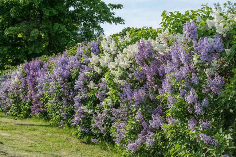 How to Grow and Care for Lilac Bushes | Gardener’s Path