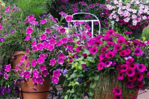 How to Plant and Grow Calibrachoa (Million Bells)