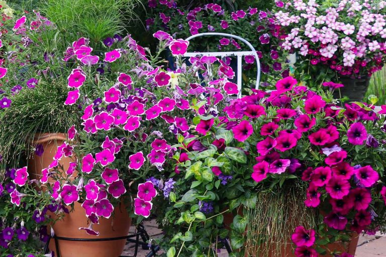How to Plant and Grow Calibrachoa (Million Bells)