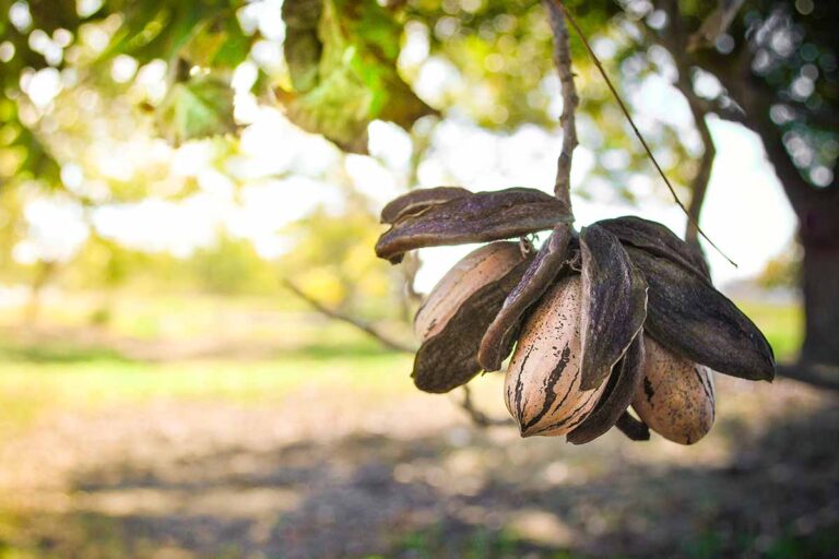 How to Grow and Care for Pecan Trees | Gardener’s Path