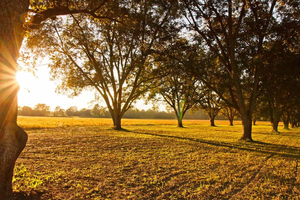 How to Grow and Care for Pecan Trees | Gardener’s Path