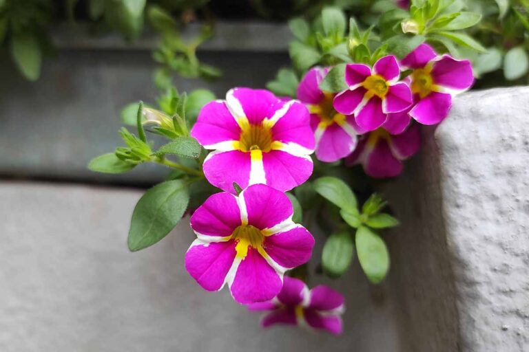 How to Plant and Grow Calibrachoa (Million Bells)