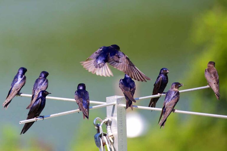 How to Attract Purple Martins to Your Garden | Gardener’s Path