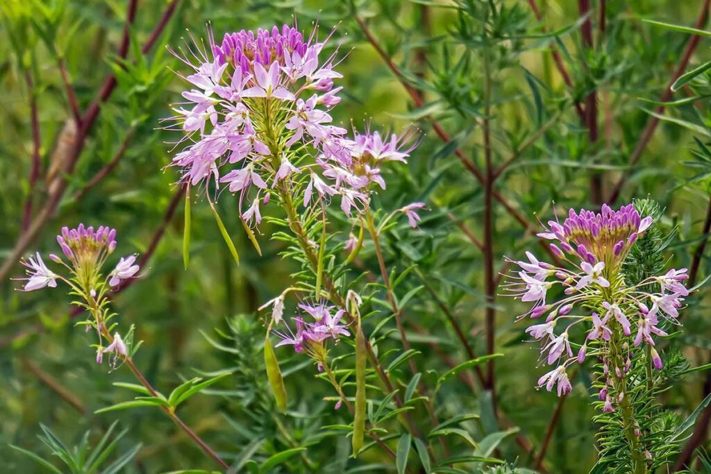 How to Grow Rocky Mountain Bee Plant | Gardener’s Path