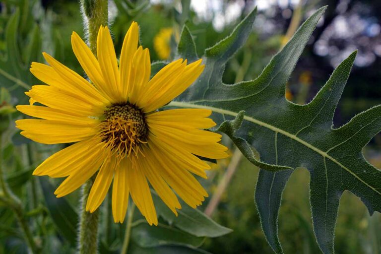 How to Grow and Care for Rosinweed | Gardener’s Path