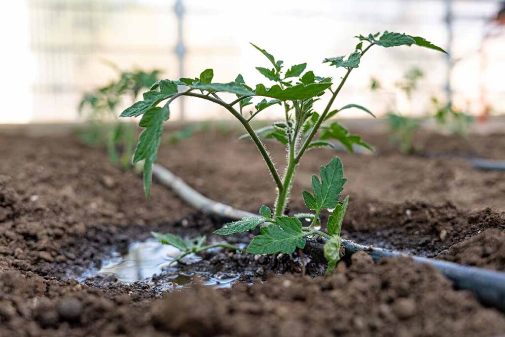 How to Water Tomato Plants | Gardener’s Path