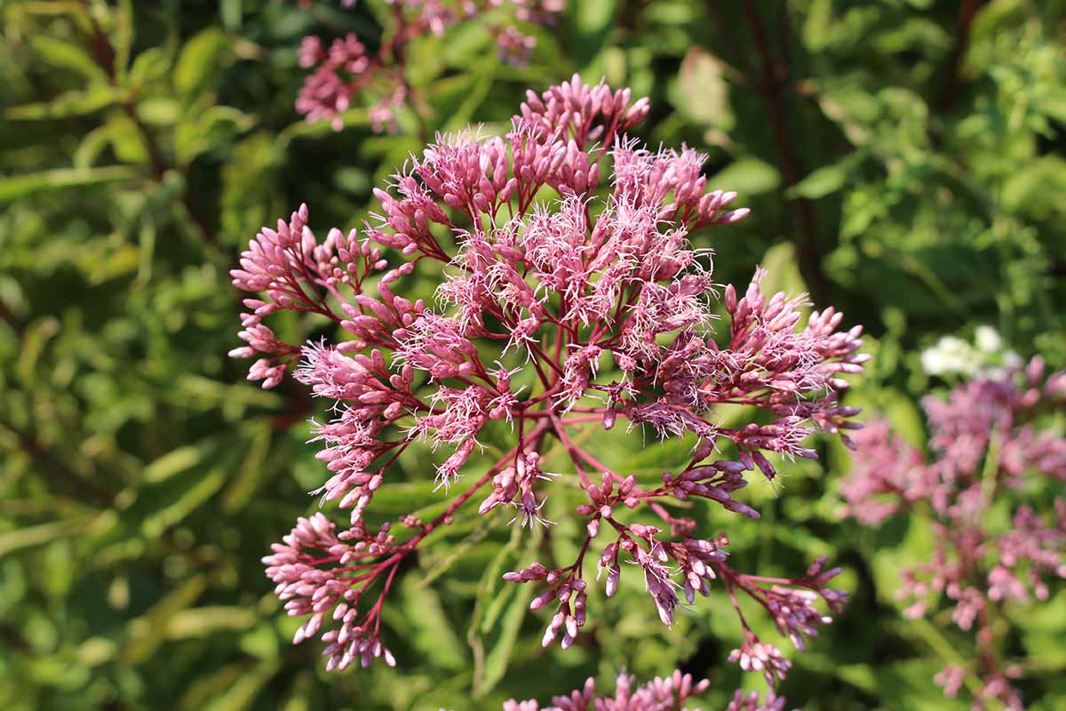 How to Grow and Care for Spotted Joe-Pye Weed