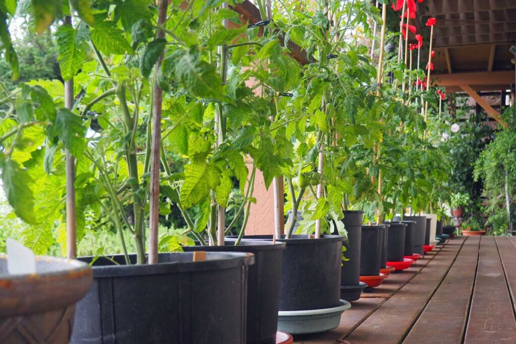 How to Grow Tomatoes in Containers | Gardener’s Path