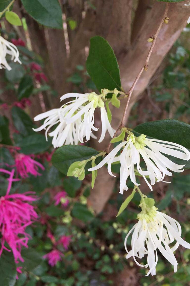 How to Grow and Care for Chinese Fringe Flower Shrubs