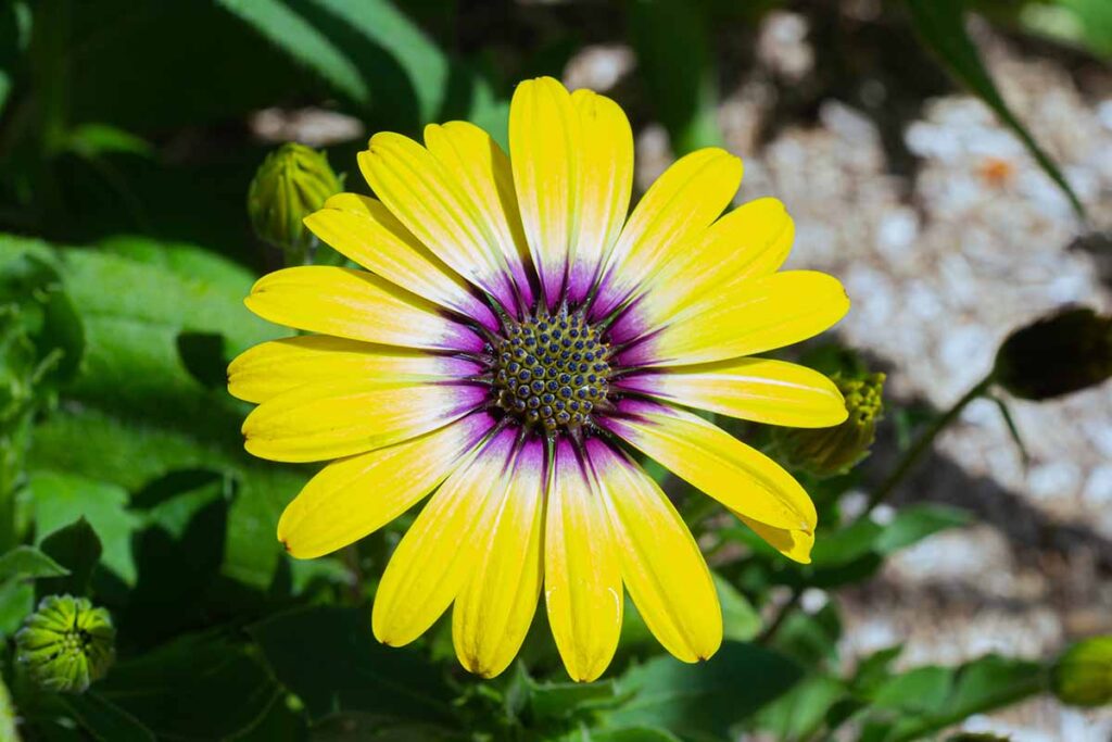 How to Grow Cape Marigolds (African Daisies) | Gardener’s Path