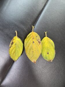 How to Identify and Treat Hydrangea Diseases | Gardener's Path