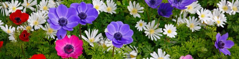 Anemone Flower Growing Guides, Tips, and Information