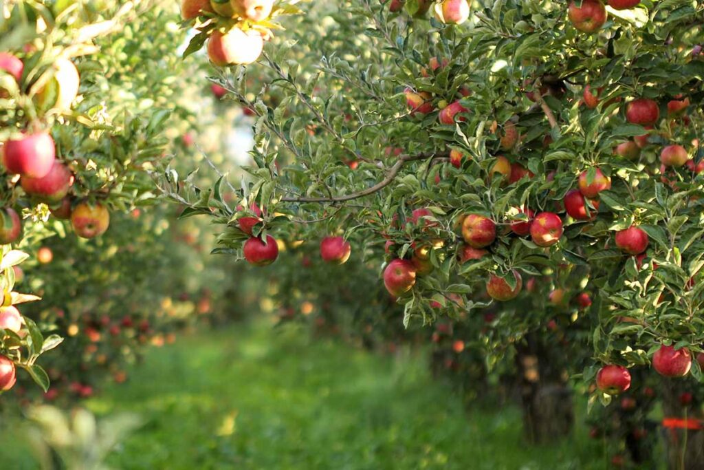 11 Reasons Why Apples Drop Prematurely | Gardener’s Path