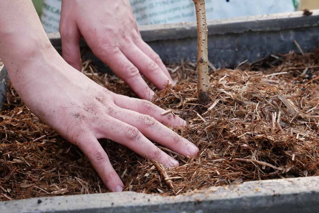 How to Grow Peach Trees in Containers | Gardener’s Path