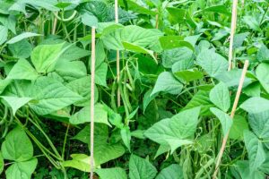 How to Identify and Control Mexican Bean Beetles