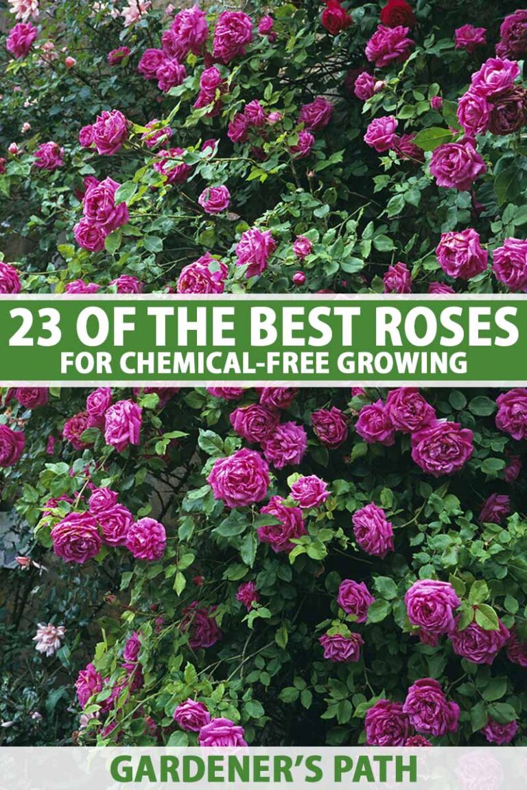 23 Eco-Friendly Roses for Chemical-Free Growing