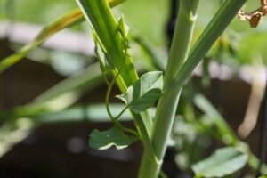 How to Control Bindweed (Morning Glory Weed) | Gardener’s Path