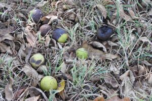 How to Grow and Care for Black Walnut Trees | Gardener’s Path