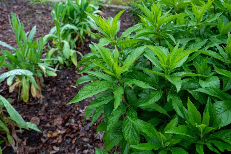 How to Grow and Care for Boneset | Gardener’s Path