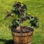 How to Grow and Care for Peach Trees | Gardener’s Path