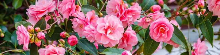 Camellia Flower Growing Guides, Tips, and Information
