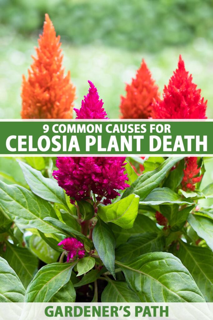 9 Common Causes of Celosia Plant Death | Gardener’s Path